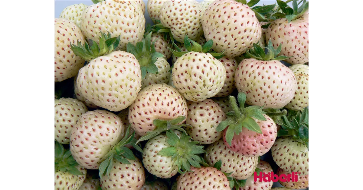 Fragaria X Ananassa Snow White Patzlsperger